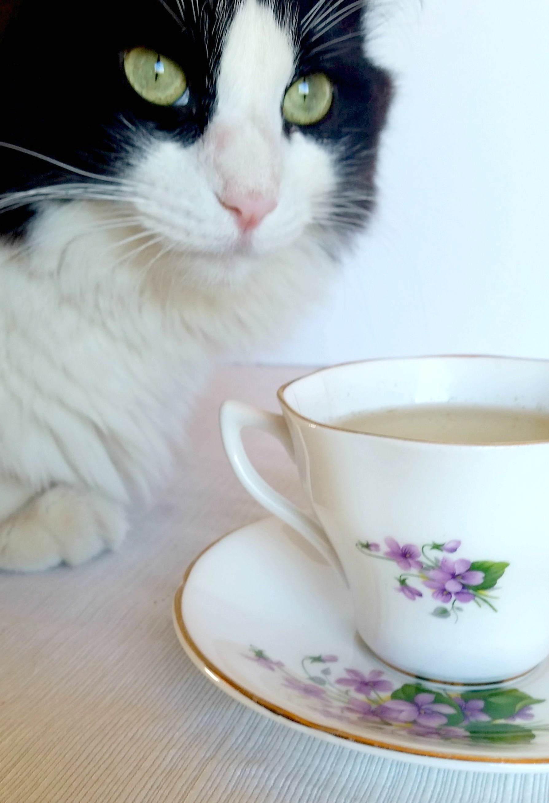 Catnip Tea (For Cats)
